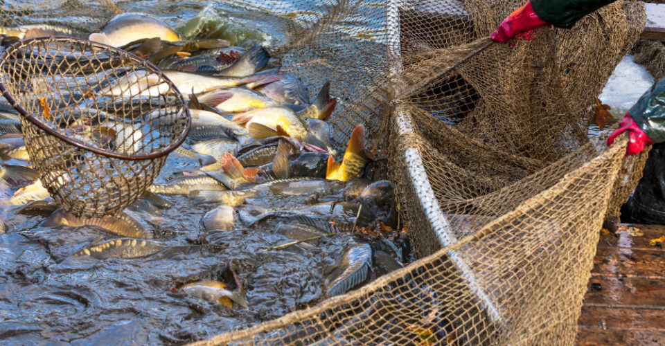 The Hidden Costs of Our Global Fake Fish Crisis - NYC Food Policy ...