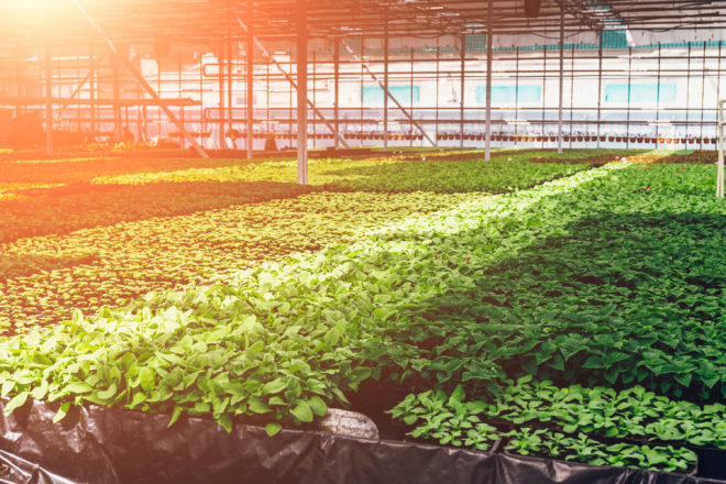 The 2018 Farm Bill, Part Six: Horticulture and Specialty Crops - NYC ...