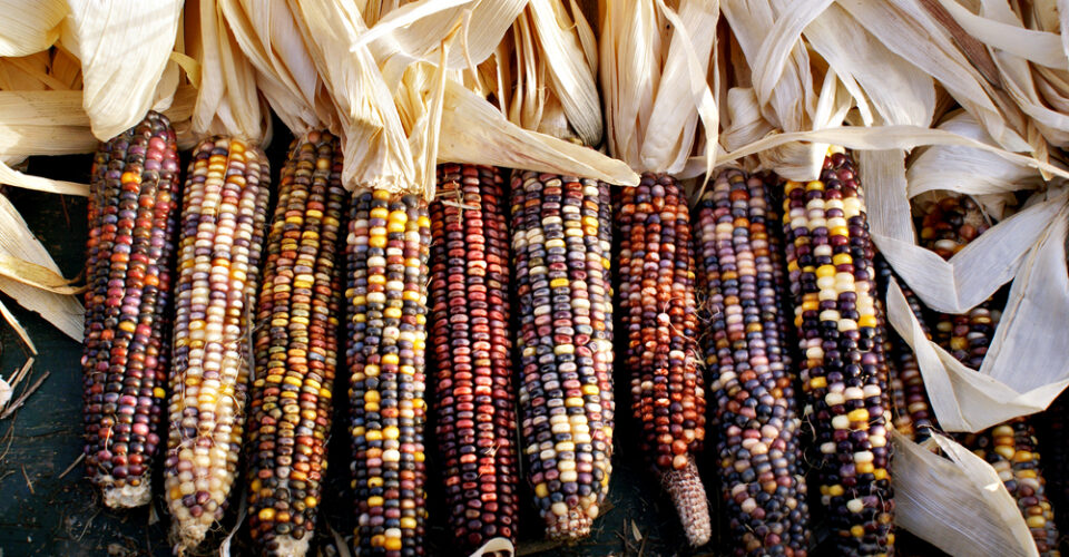 9 Ways to Learn About Indigenous Food SystemsNYC Food Policy Center