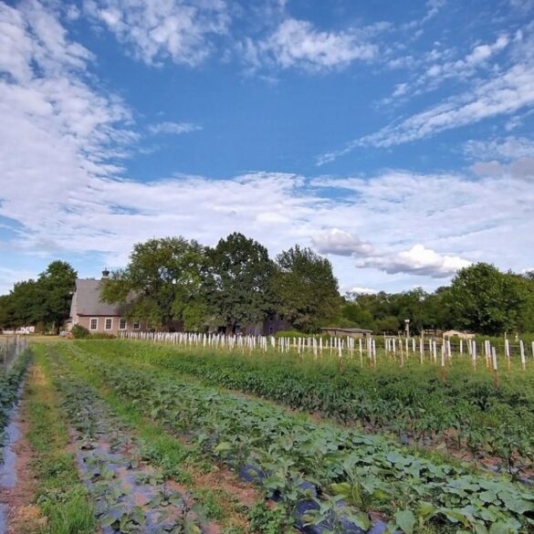 Community Spotlight: Queens Farm