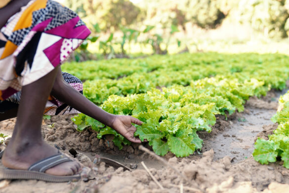 NYC Food Policy Center Home - NYC Food Policy Center (Hunter College)