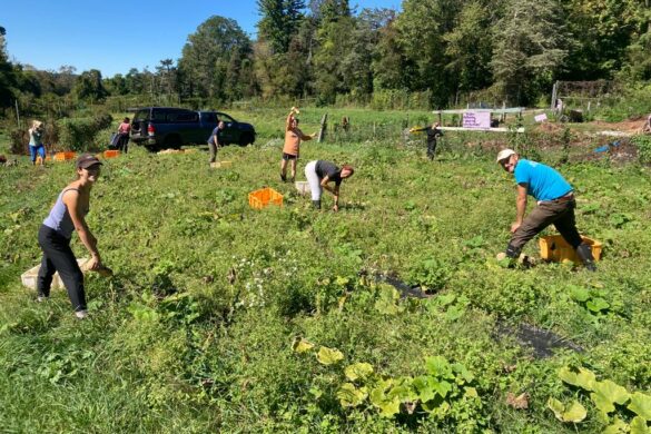 Grassroots Grocery: Neighbors Helping Neighbors
