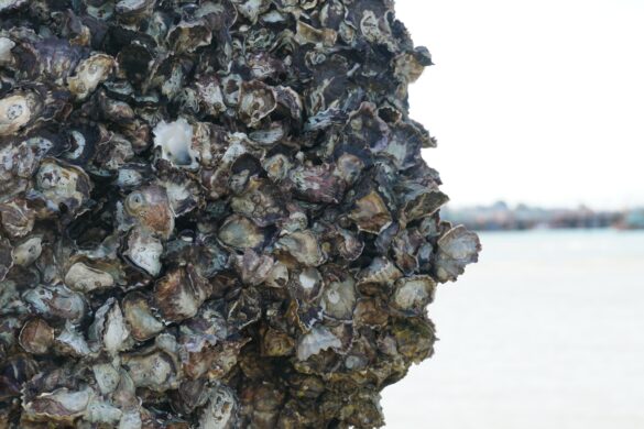 Sharing Excess Makes it Easy to Donate Surplus Food - NYC Food Policy ...