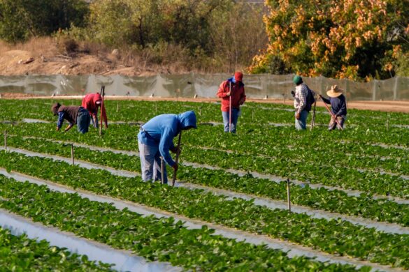 New York's $10 Million Initiative to Combat Food Deserts and Promote ...