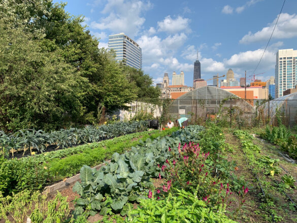 Urban Food Policy Snapshot: Swedish Urban Gardens - NYC Food Policy ...